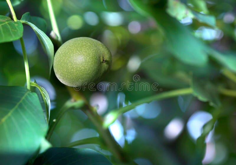 Beautiful Walnut in a Green Peel. Nut Tree in the Nature Stock Photo ...