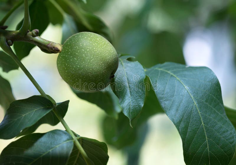 Beautiful Walnut in a Green Peel Stock Photo - Image of group, green ...