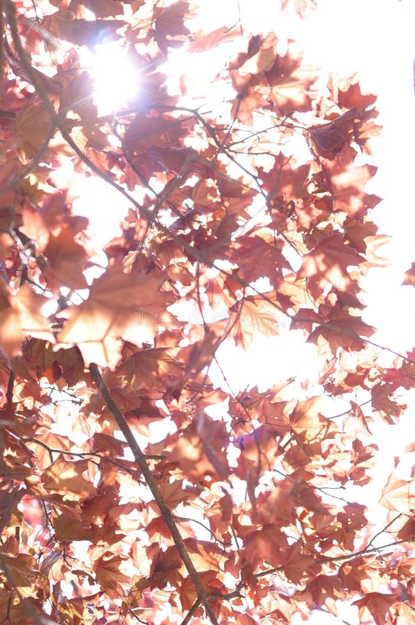 Beautiful Warm Colored Maple Leaves with Sunlight between the Leaves ...