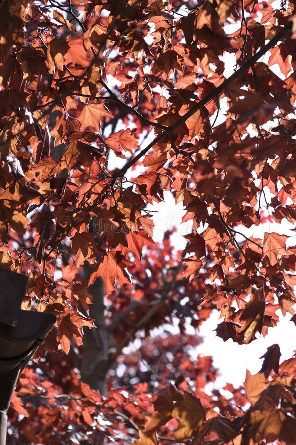 Beautiful Warm Colored Maple Leaves with Sunlight Shining through Them ...