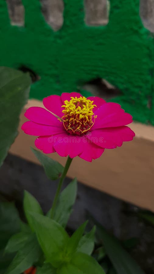Beautiful and Warm Red Paper Flowers Stock Photo - Image of paper ...