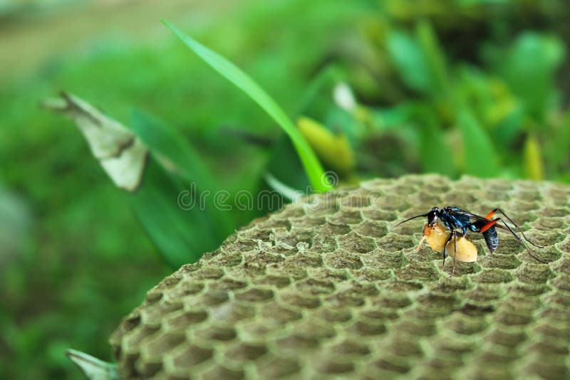 Beautiful Wasp and Larva on the Nest Stock Photo - Image of larvae ...