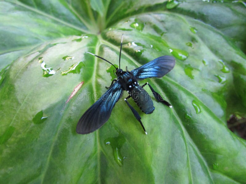 A Beautiful Wasp Moth Sitting Stock Image - Image of soft, insect ...