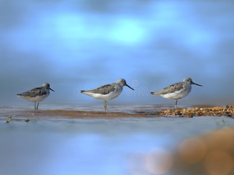 Beautiful water birds stock photo. Image of wildlife - 169829960