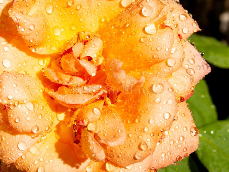 Beautiful Water Drop on Colored Rose, Macro Stock Photo - Image of ...