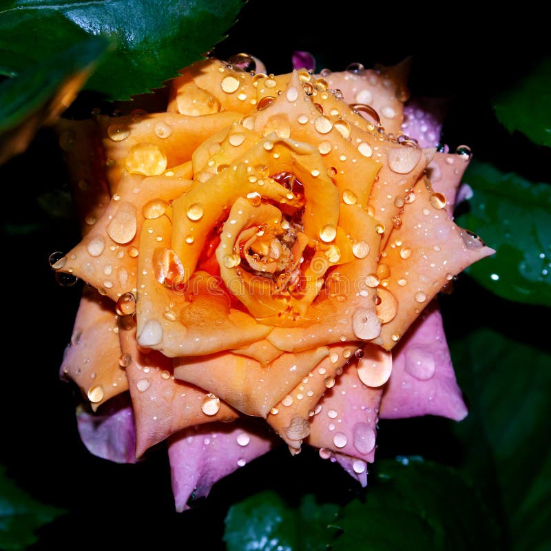 Beautiful Water Drop on Colored Rose, Macro Stock Photo - Image of ...