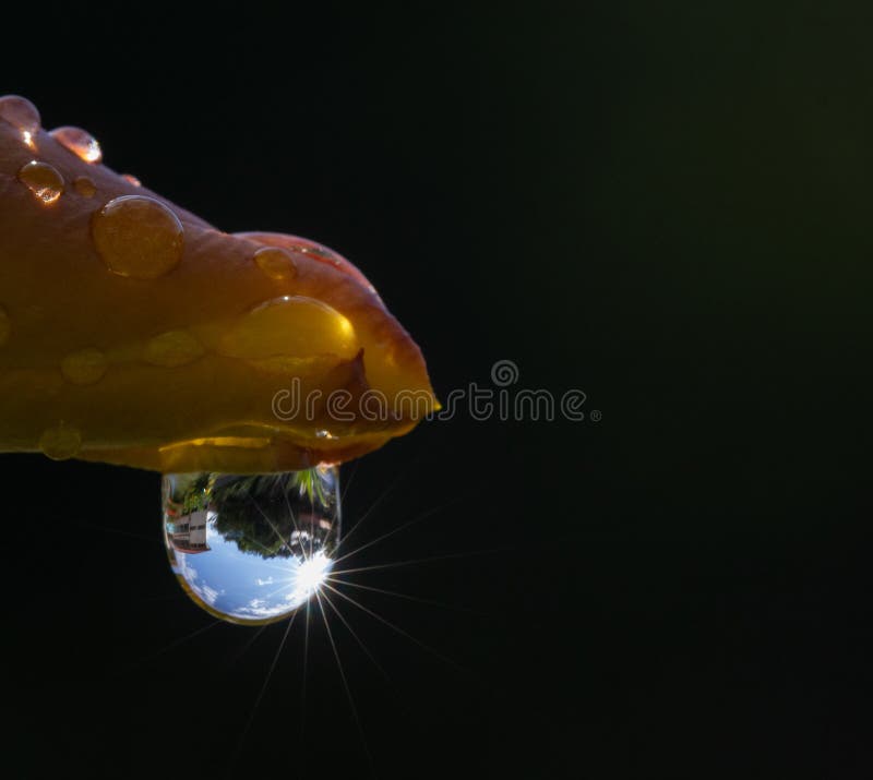 Beautiful Water Drop in the Morning Stock Image - Image of morning ...