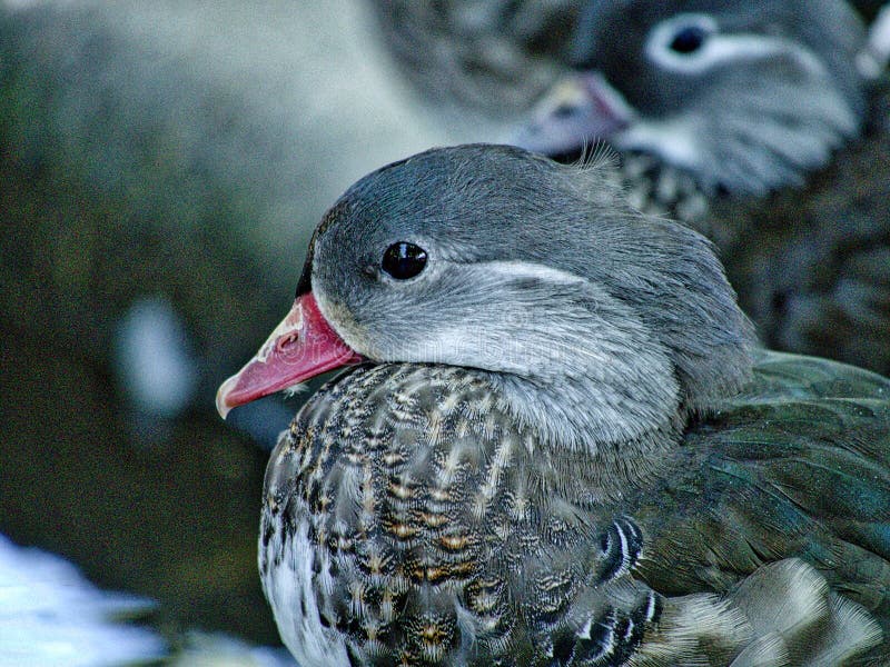 Beautiful Water Duck with Red Beak Stock Photo - Image of duck ...