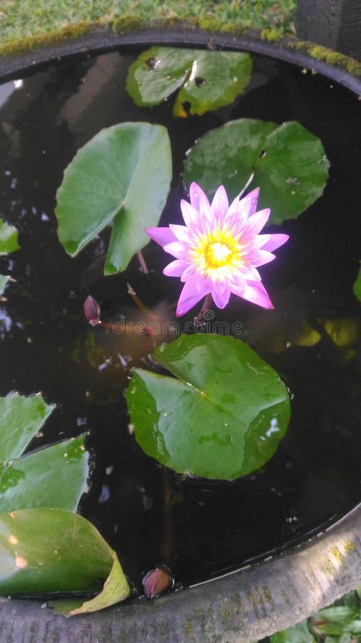 Beautiful water flower stock photo. Image of lily, flower - 263408394