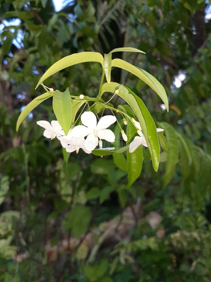The Beautiful Water Jasmine or Wrightia Religiosa Flower Stock Image ...