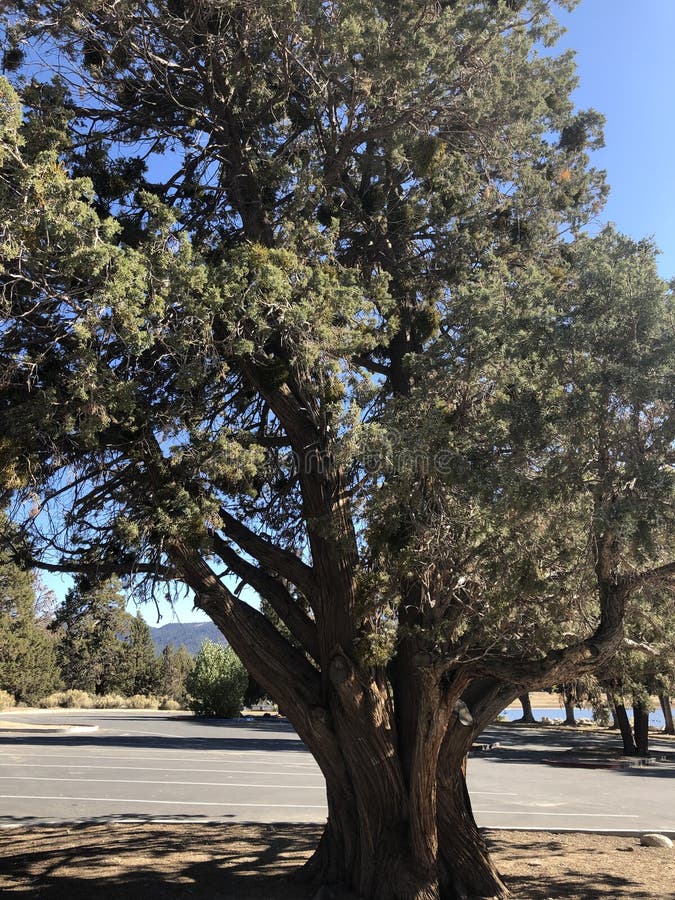 Giant Cedar Tree at Big Bear Lake, CA Stock Image - Image of ...