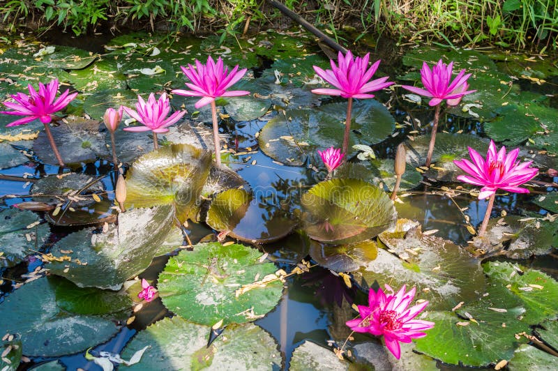 Beautiful water lilly stock image. Image of lilly, focus - 95251143