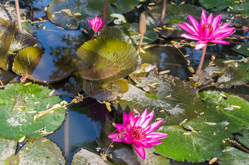 Beautiful water lilly stock photo. Image of leafs, garden - 94823920