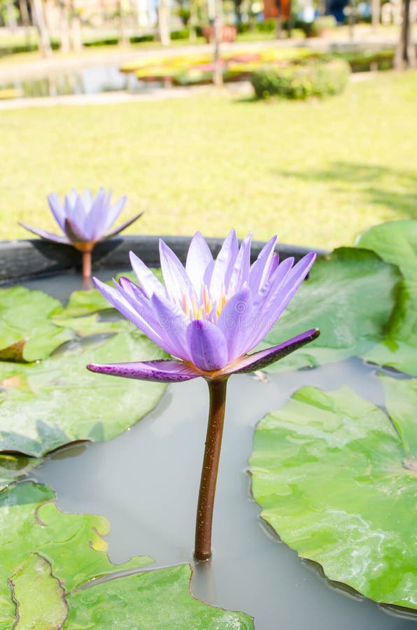 This Beautiful Water Lily or Lotus Flower Stock Image - Image of ...