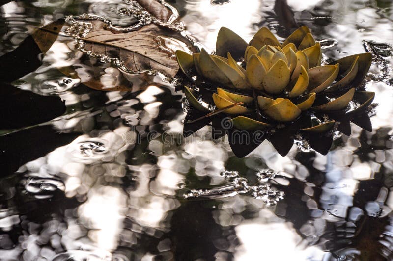 Beautiful Water Plant Emerging from the Dark Stock Photo - Image of ...