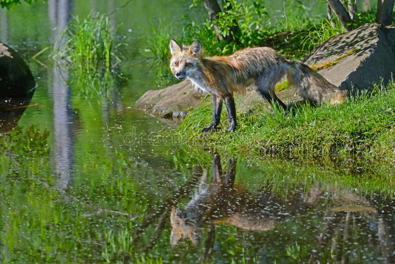 Beautiful Water Reflections of Red Fox in Water. Stock Image - Image of ...