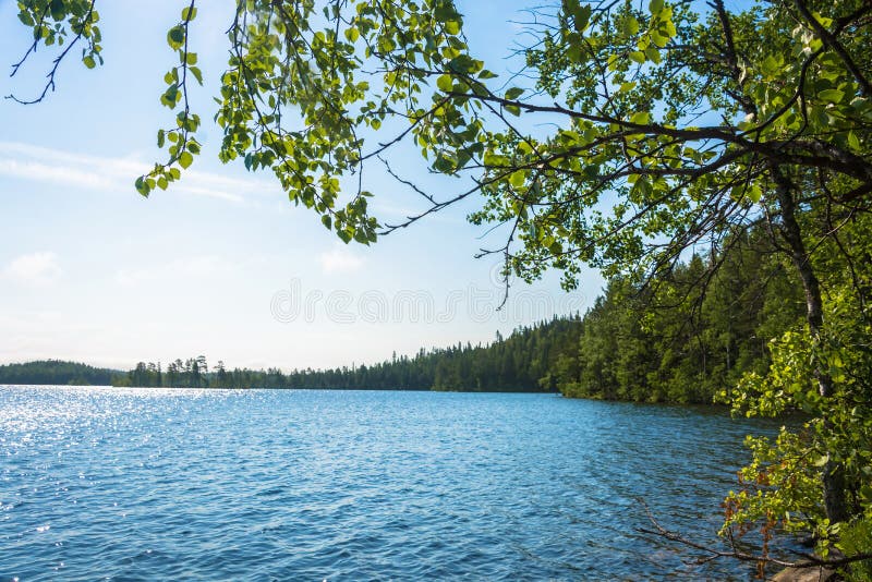 Beautiful Water Scenery in the Backlight. Stock Photo - Image of tree ...