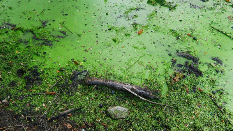 Beautiful Water Surface Covered with Moss and Lichens in a Marshy ...