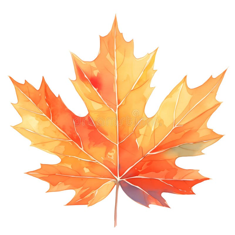 Beautiful Watercolor Textured Single Maple Leaf. Artistic Clipart ...