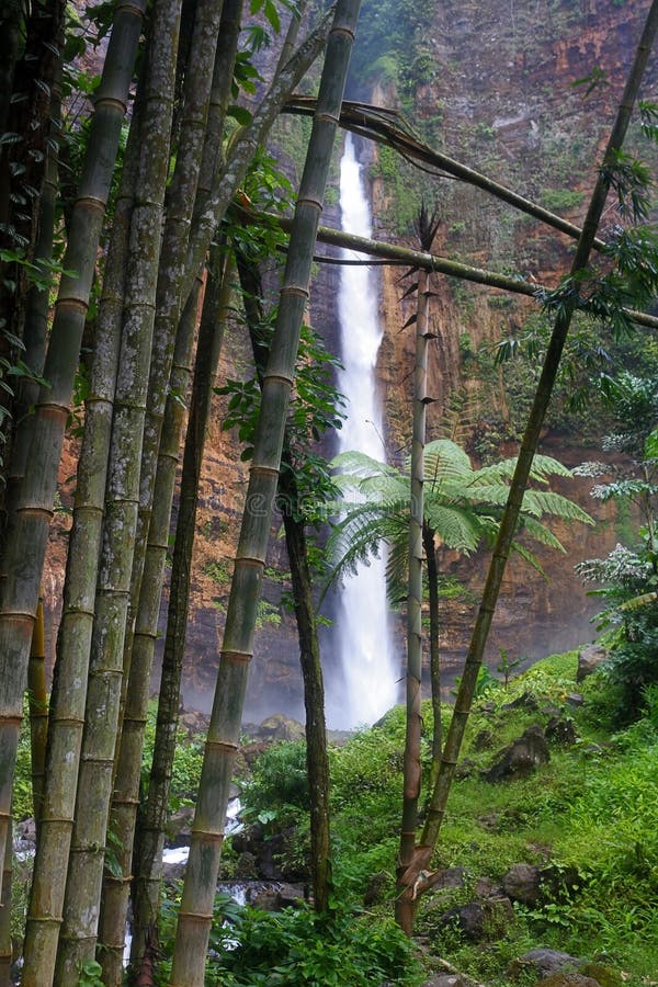 Natural Waterfall Behind the Bamboo Grove Stock Photo - Image of bamboo ...