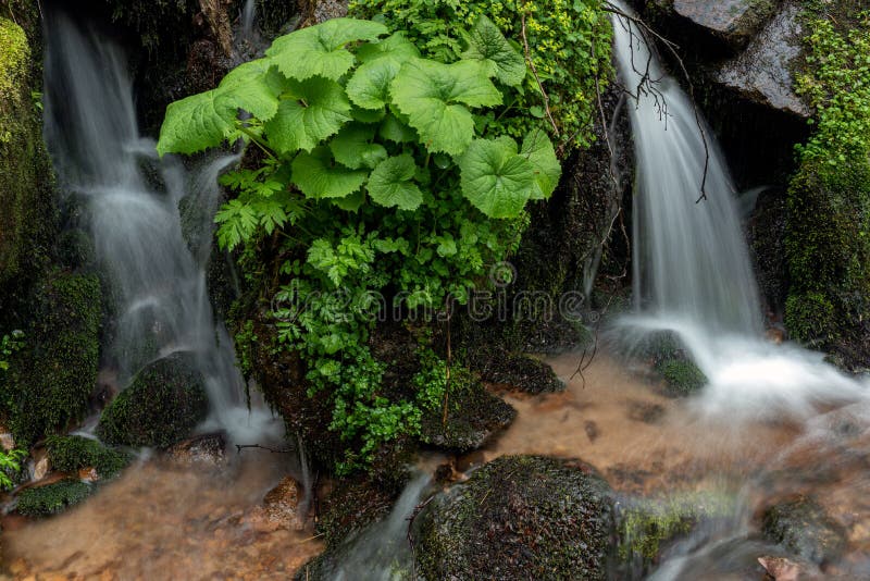 Beautiful Waterfall in a Forest Stock Image - Image of nature, forest ...