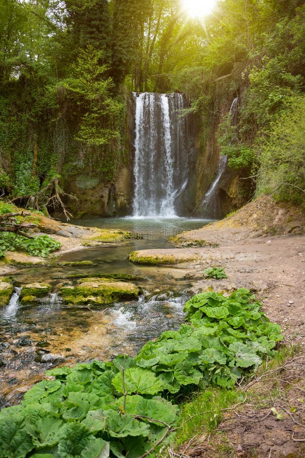 Beautiful Waterfall in Green Forest among Trees Stock Image - Image of ...