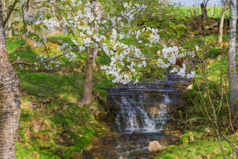 Beautiful Waterfall Panoramic Beautiful Deep Green Natural Forest on ...