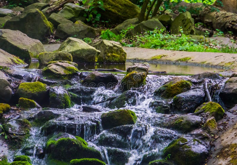 Beautiful Waterfall Stream with Rocks Covered in Green Moss, Nature ...