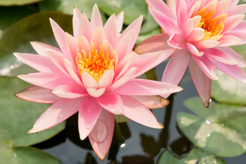 This Beautiful Waterlily or Lotus Flower Stock Image - Image of lotus ...