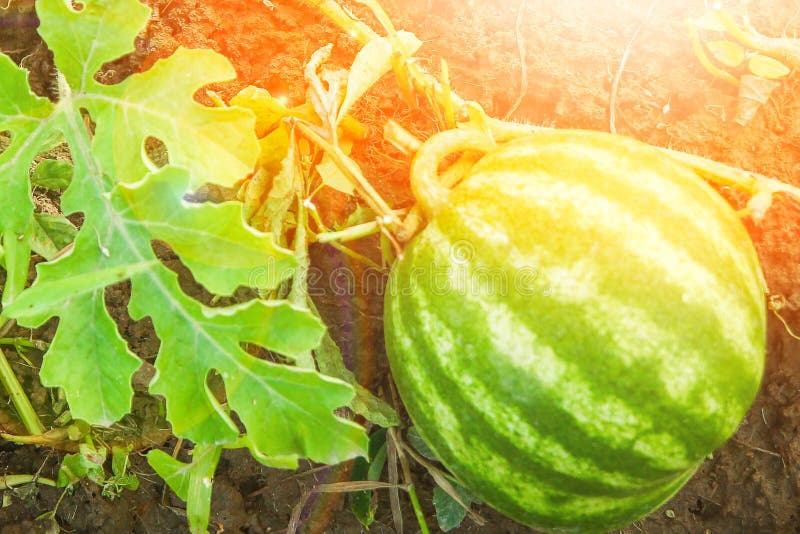 Beautiful Watermelon Grows on the Ground in the Field of Nature Stock ...