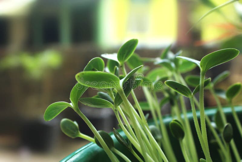 Beautiful Watermelon Sprouts Stock Photo - Image of nature, life: 92312522