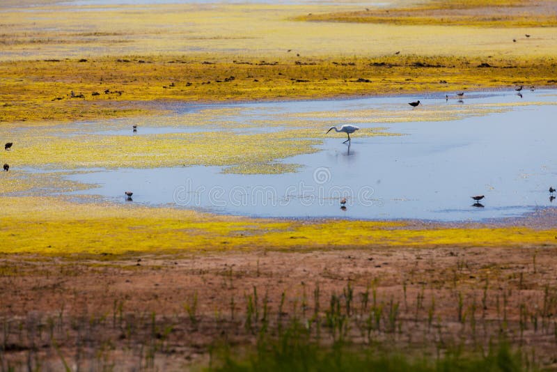 Beautiful Watershed and Marsh Scenery Stock Photo - Image of geometry ...