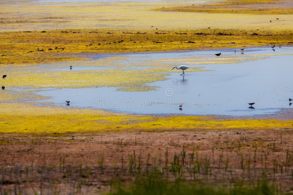 Beautiful Watershed and Marsh Scenery Stock Photo - Image of geometry ...