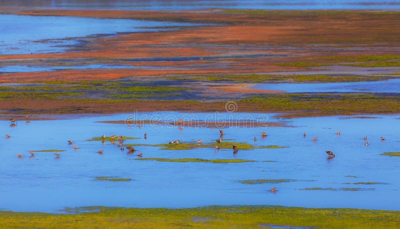 Beautiful Watershed and Marsh Scenery Stock Image - Image of pond ...
