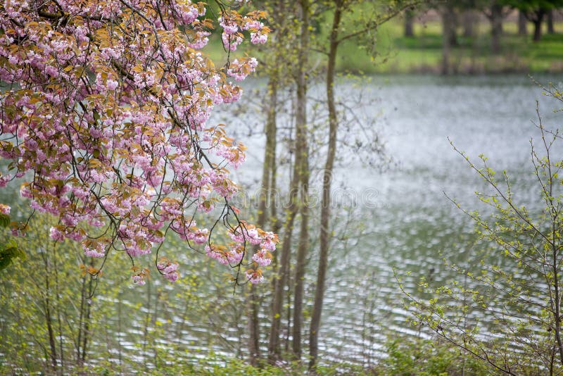 Beautiful Waterside Scenery in Spring. Stock Image - Image of ...
