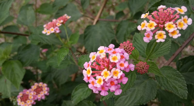 Beautiful wawung flower stock photo. Image of garden - 208797960