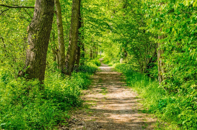 Beautiful Way into Forest with Lush Green Trees Stock Photo - Image of ...