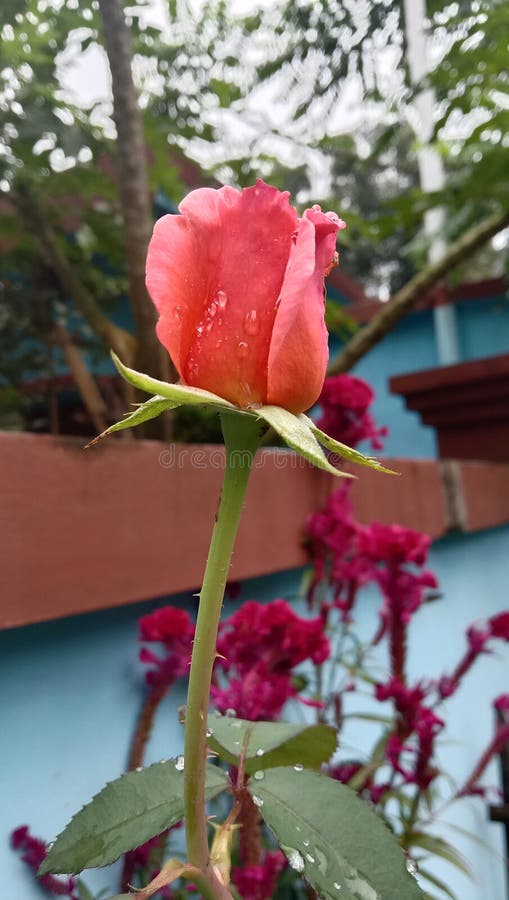 Beautiful weather rose stock photo. Image of weather - 236444926