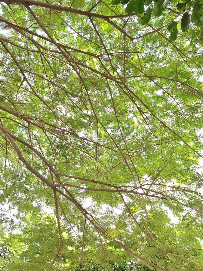 The Beautiful Weather & Beautiful Tree Leaves. Natural Stock Image ...