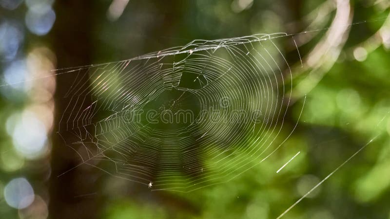 Beautiful Web in the Wild Forest. General Plan. Color Stock Photo ...