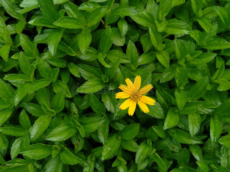 Beautiful Wedelia Flower in the Morning Stock Photo - Image of lawn ...