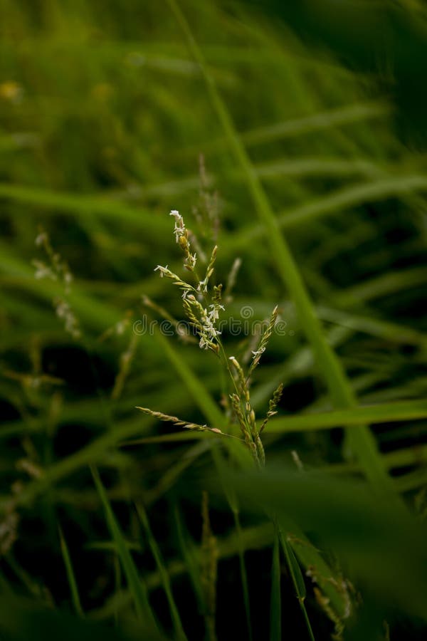 Beautiful weed stock photo. Image of insect, leaf, plant - 266794398