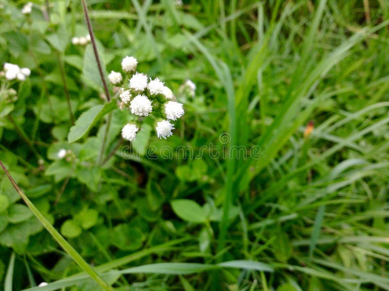 Beautiful Weed White Color Flower Blooming after Raining Stock Photo ...