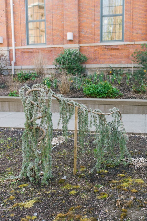 Beautiful Weeping Coniferous Tree in Urban Landscape Stock Photo ...