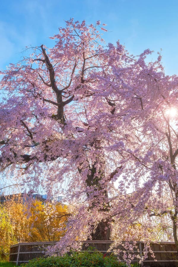 Beautiful Weeping Sakura in Spring at Maruyama Park in Kyoto, Japan ...
