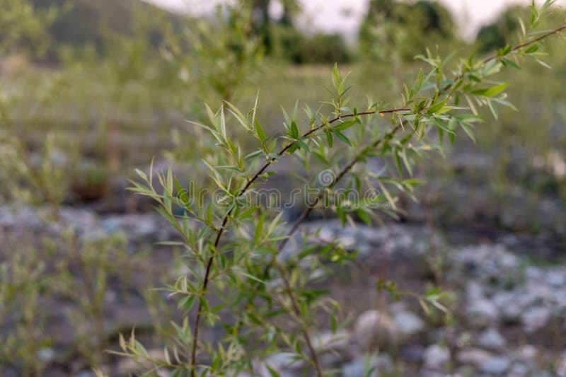 A Beautiful Weeping Small Willow Tree Stock Image - Image of tree ...