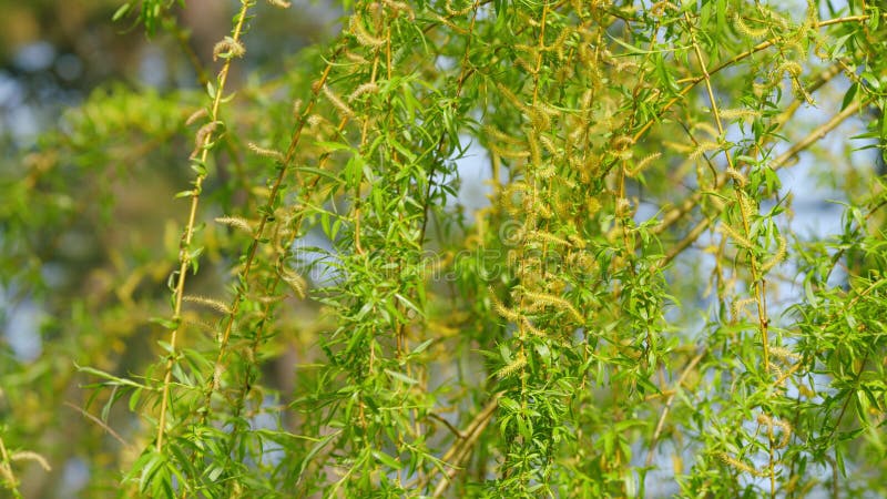 Beautiful Weeping Willow Flower. Weeping Willow Branches. Close Up ...
