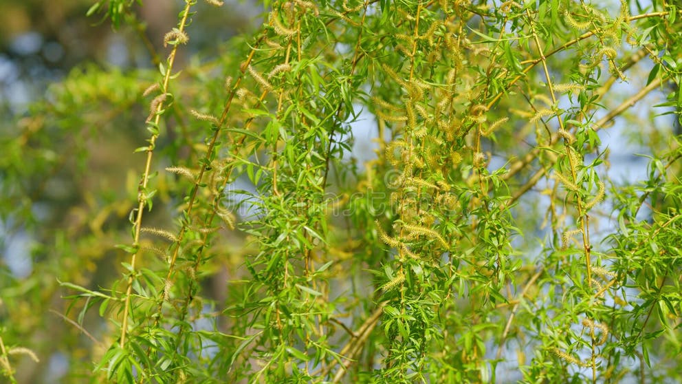 Beautiful Weeping Willow Flower. Weeping Willow Branches. Close Up ...