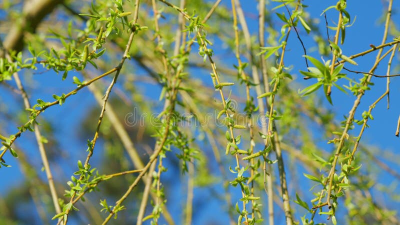 Beautiful Weeping Willow Flower. Weeping Willow Branches Stock Footage ...