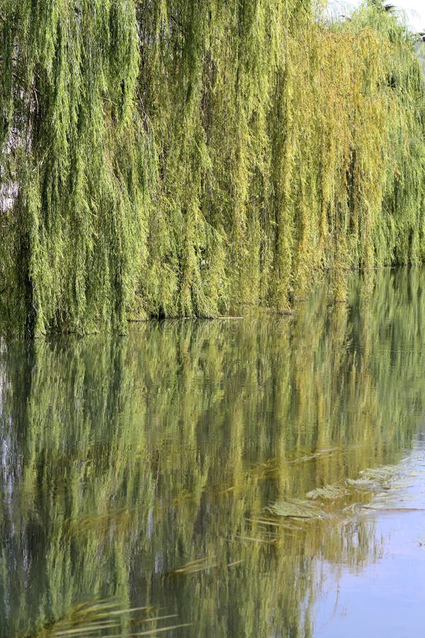 Beautiful Weeping Willow Tree Stock Photo - Image of tree, garden: 33795090